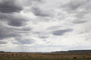 The wild wide open. | Dharma Anchor